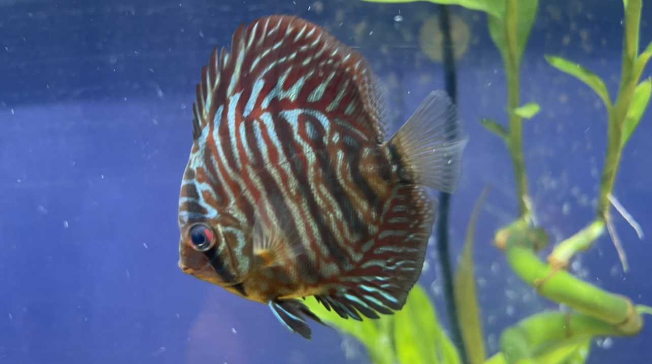 Blue Tiger Turquoise Discus – Discus.com