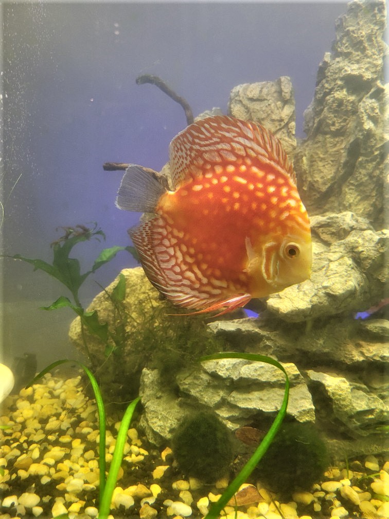 Classic Pigeon Blood Discus – Discus.com