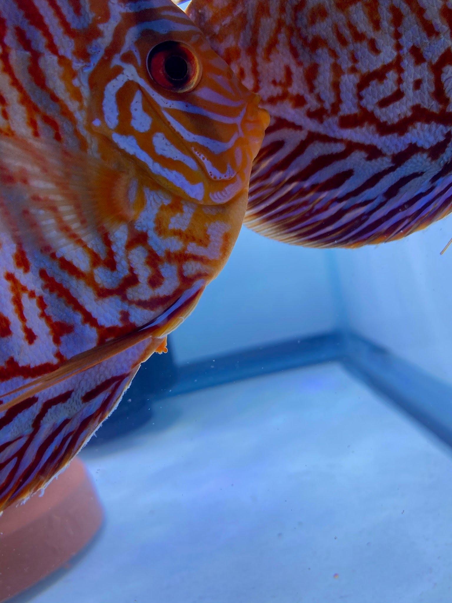 German Red Turquoise Discus, Proven Breeding Pair – Discus.com
