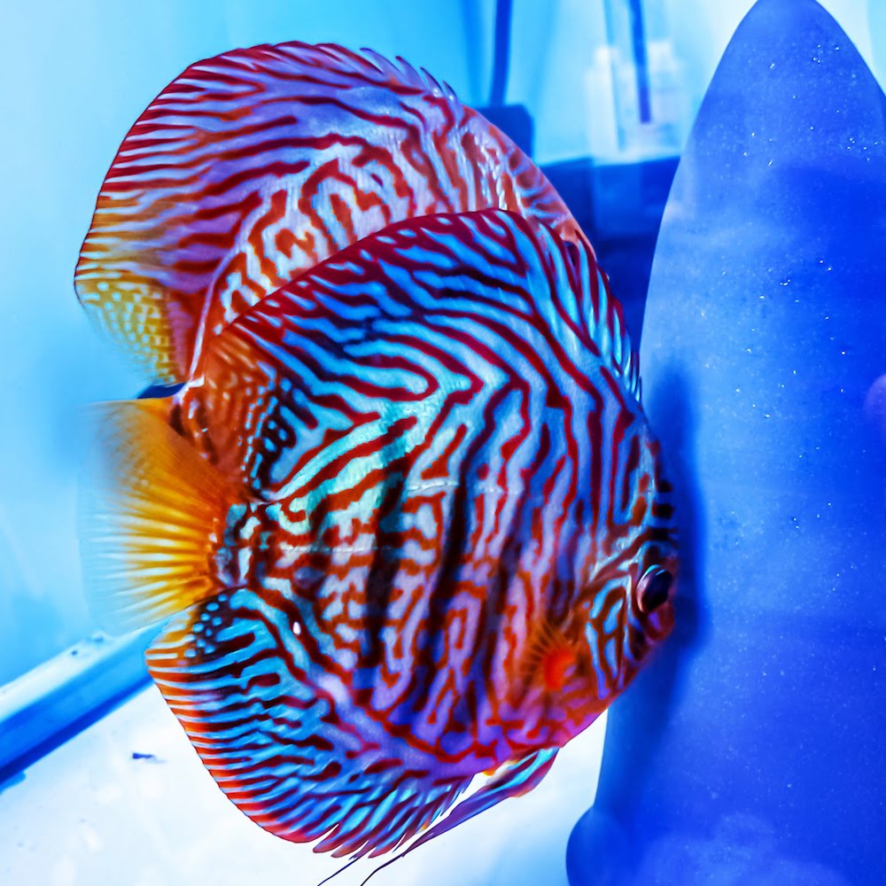 German Red Turquoise Discus, Proven Breeding Pair – Discus.com