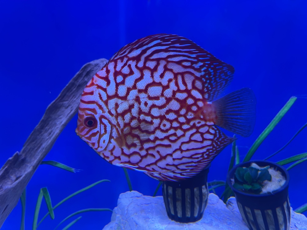 Red Eagle Discus, Wide Pattern – Discus.com