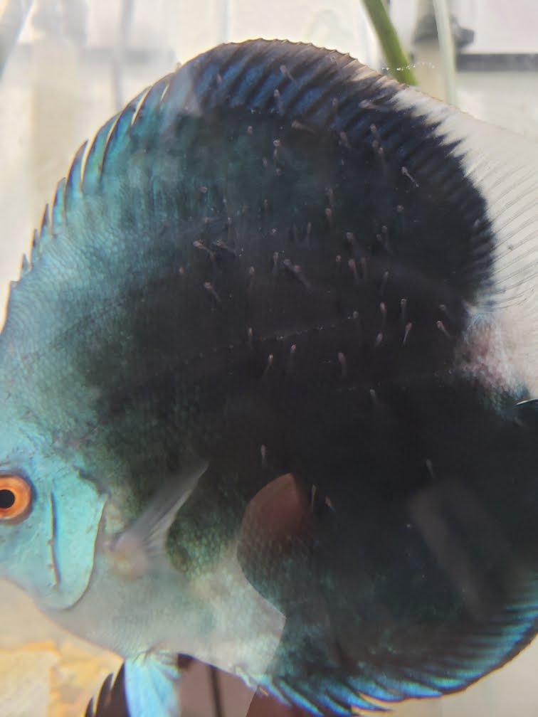 Blue Diamond Discus, Proven Breeding Pair – Discus.com