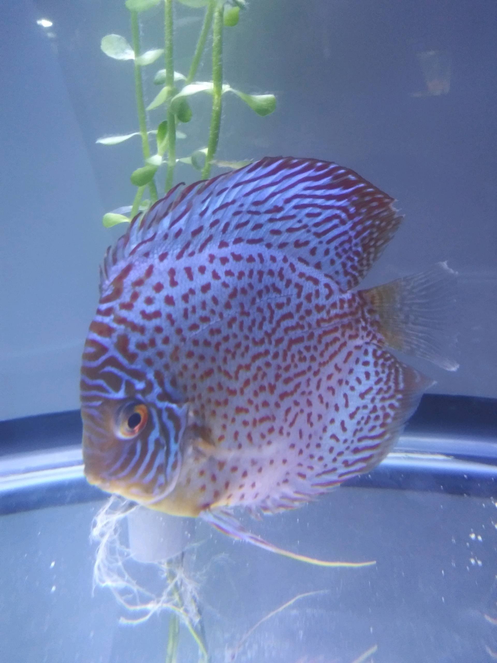 Blue Mosaic Leopard Discus, Proven Breeding Pair – Discus.com