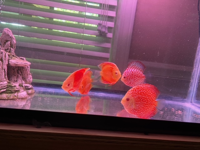 Albino Snakeskin Discus – Discus.com