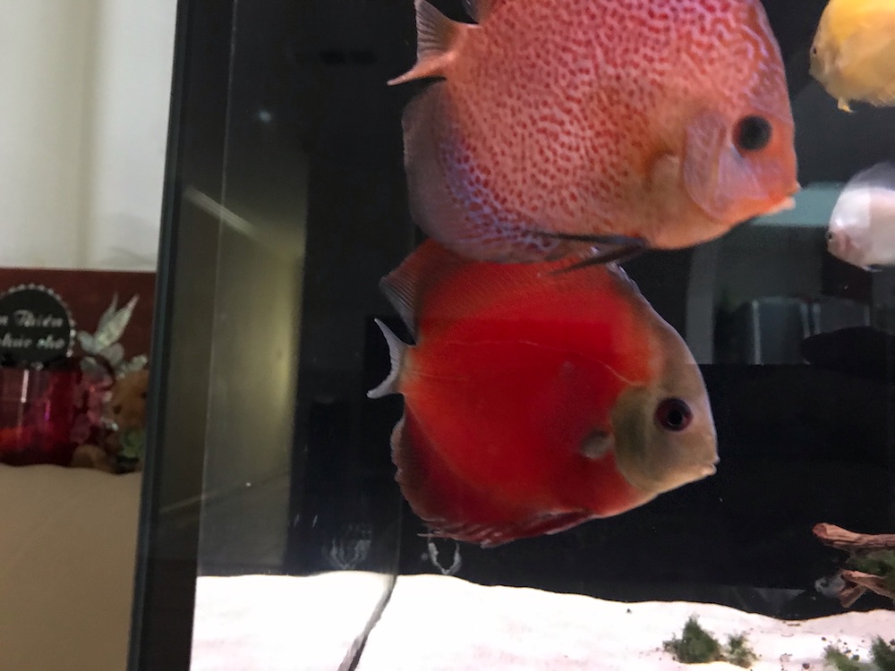 Red Cover Discus – Discus.com