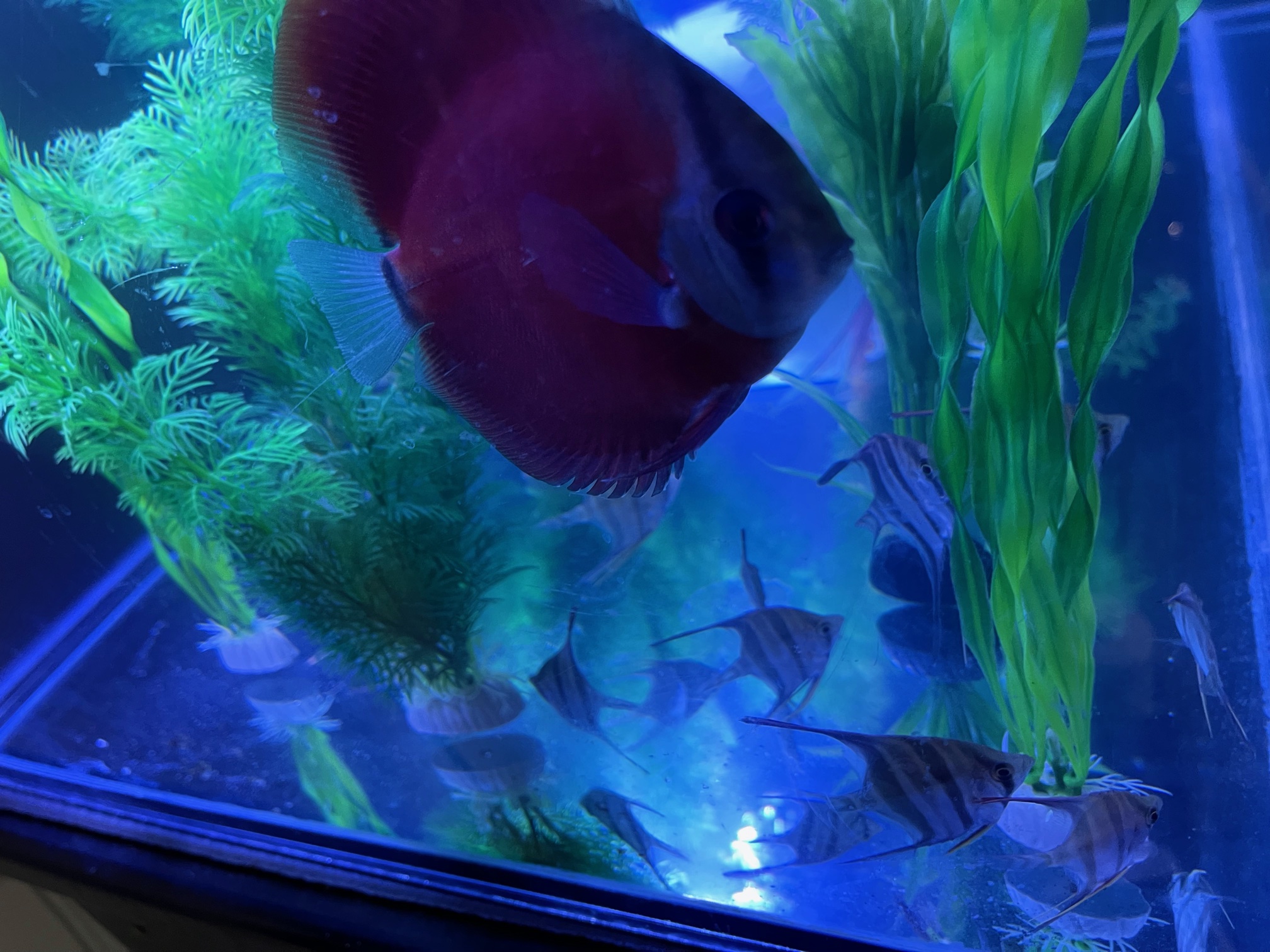 Large Wild Orinoco Altum Angel Fish Cichlid 3″ – Discus.com