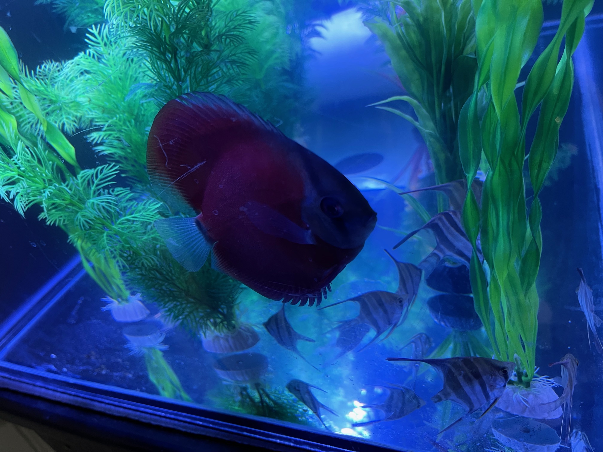 Large Wild Orinoco Altum Angel Fish Cichlid 3″ – Discus.com