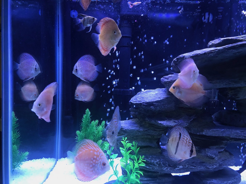Classic Leopard Discus, Yellow Base – Discus.com