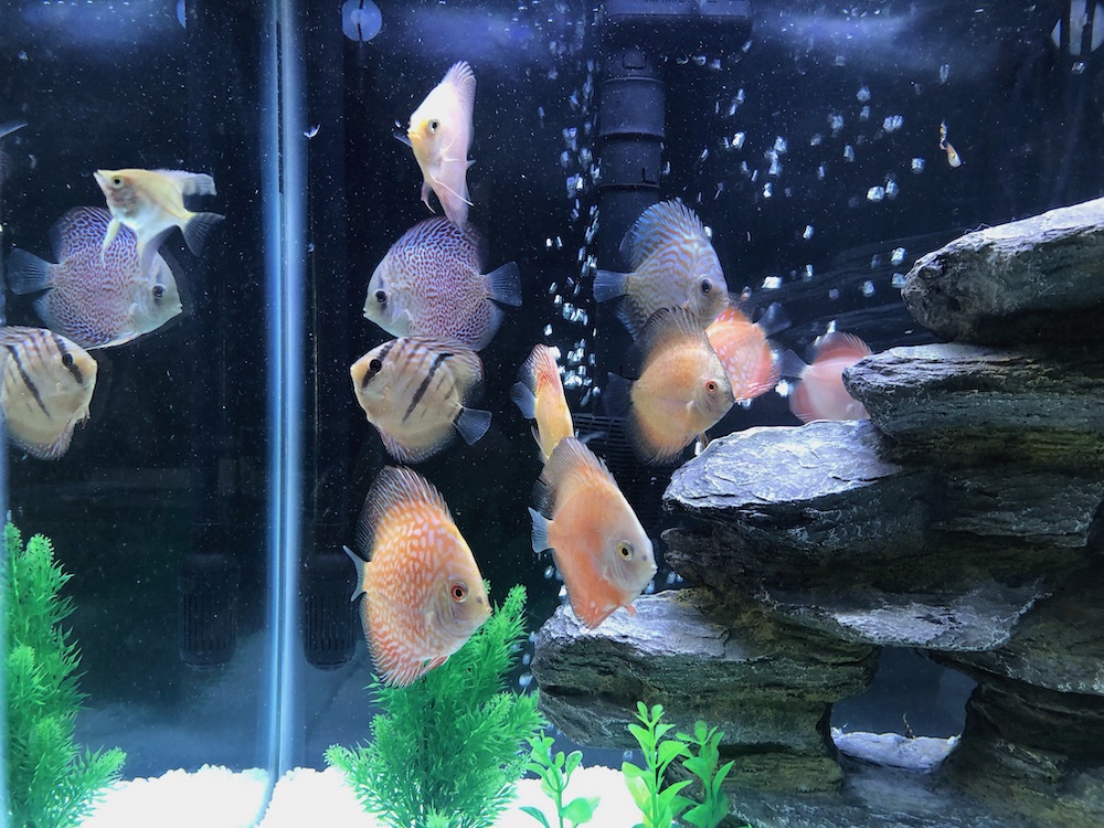 Royal Heckel Cross Discus – Discus.com