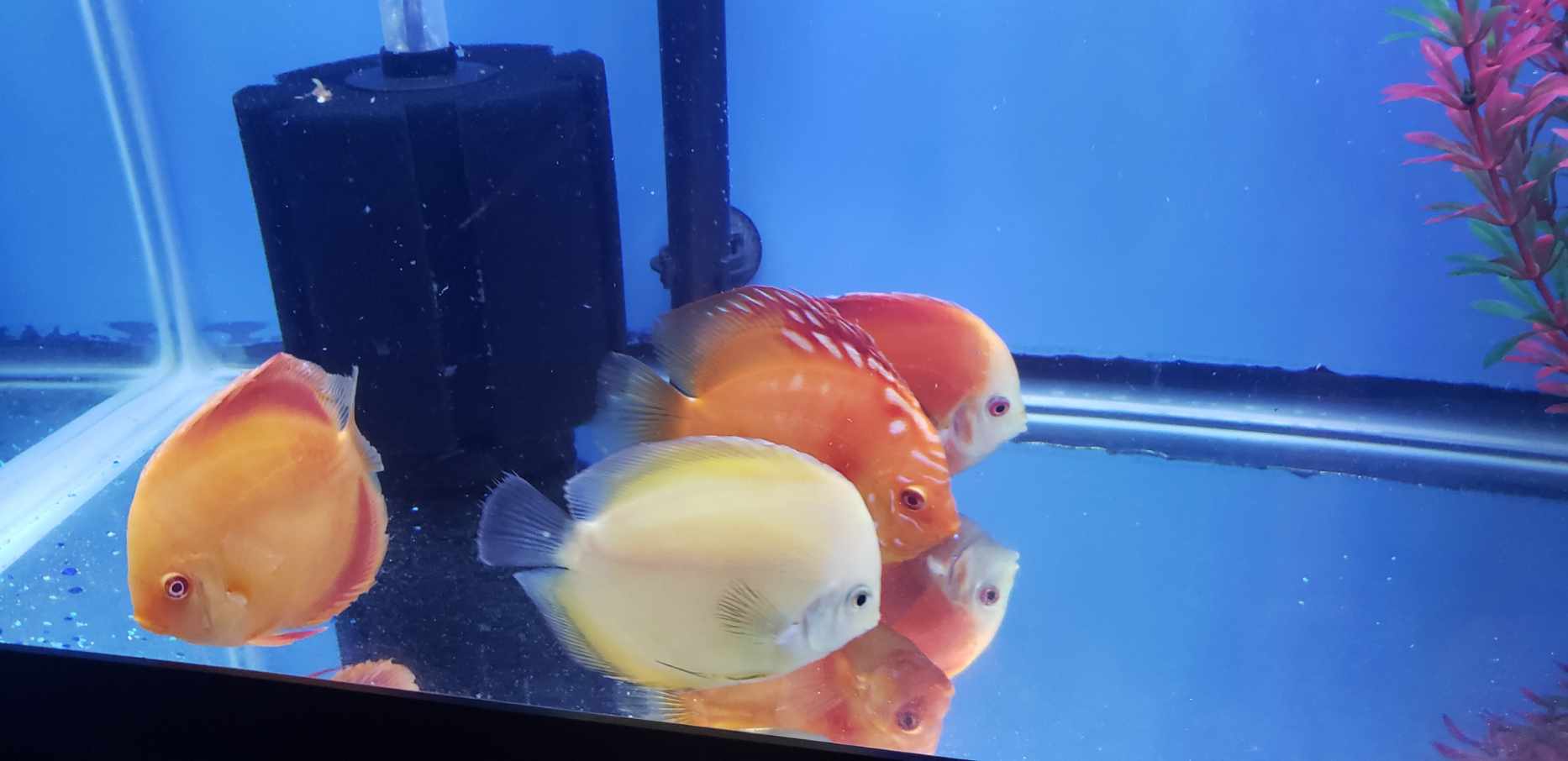 Albino Red Golden Melon Discus – Discus.com