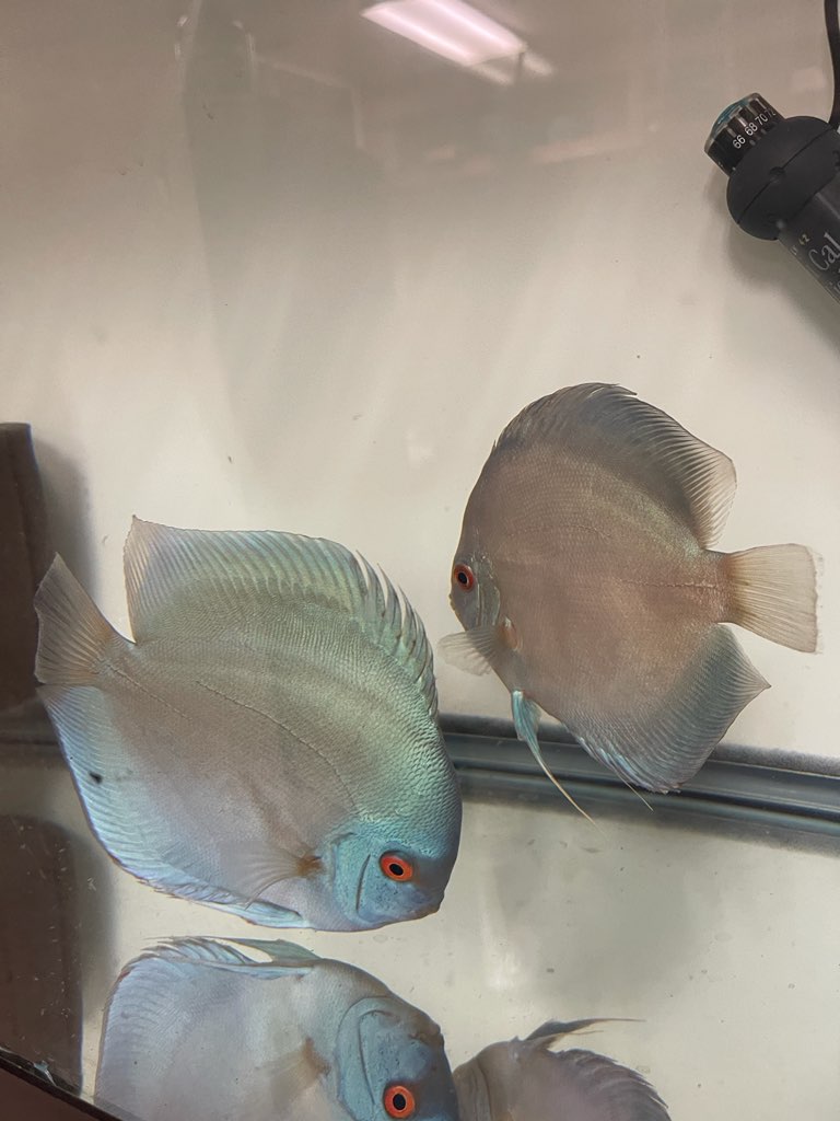 Blue Diamond Discus, Proven Breeding Pair – Discus.com