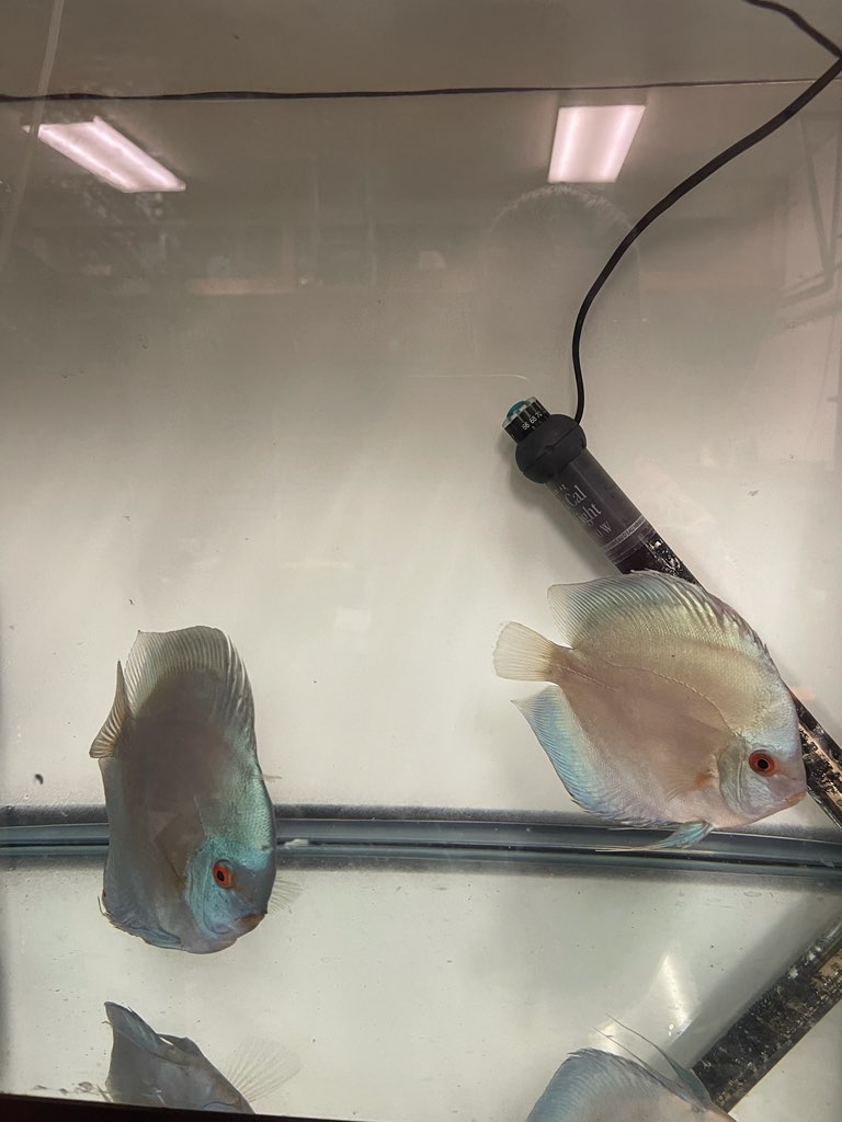 Blue Diamond Discus, Proven Breeding Pair – Discus.com