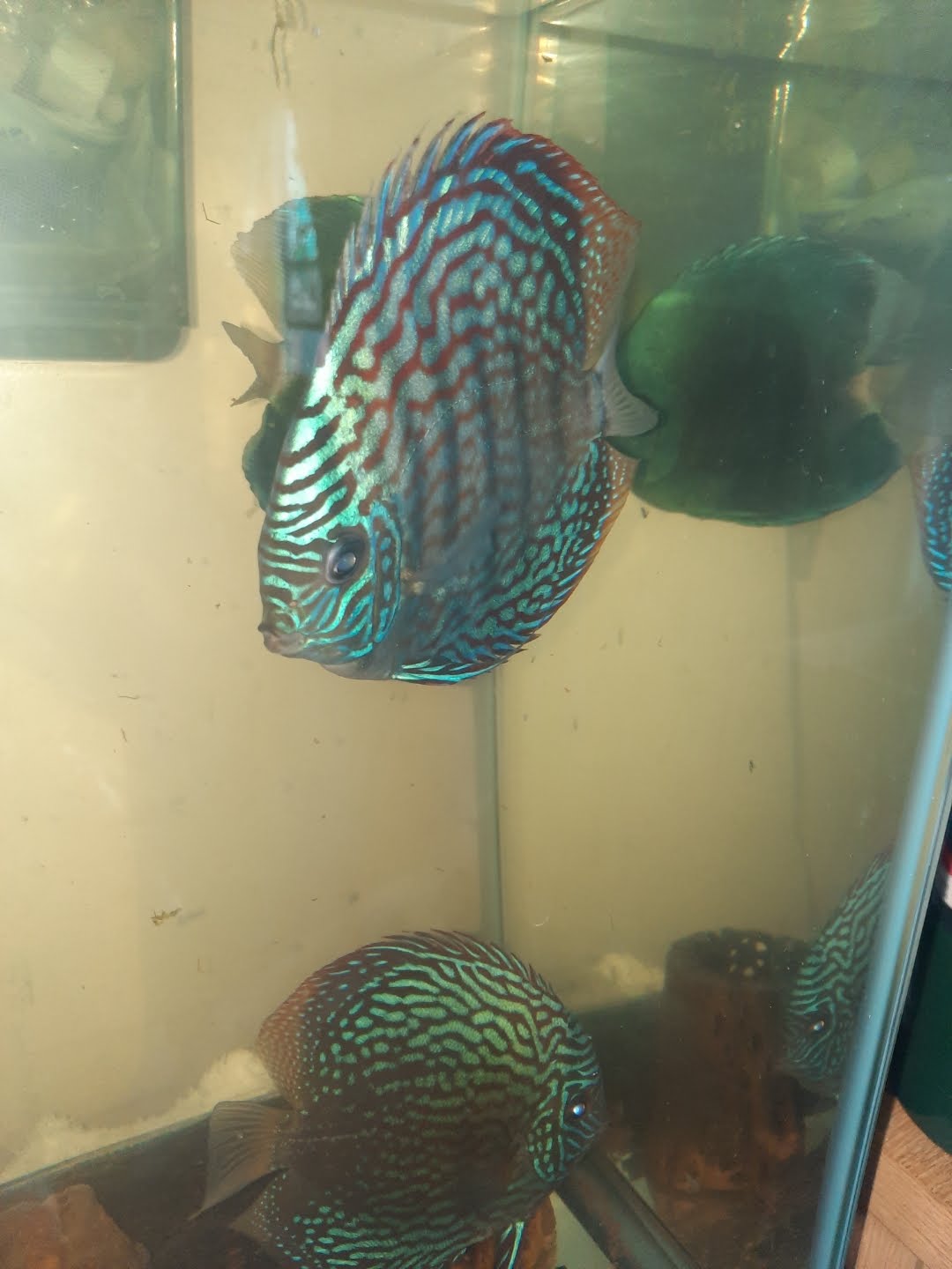 Brilliant Blue Straight-Line Turquoise Discus, Proven Breeding Pair – Discus.com