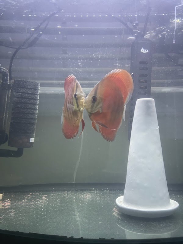 Red Cover Discus, Proven Breeding Pair – Discus.com