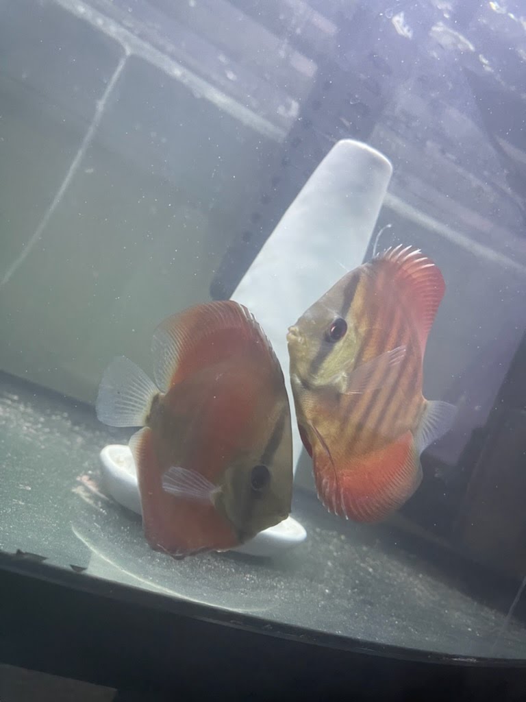 Red Cover Discus, Proven Breeding Pair – Discus.com