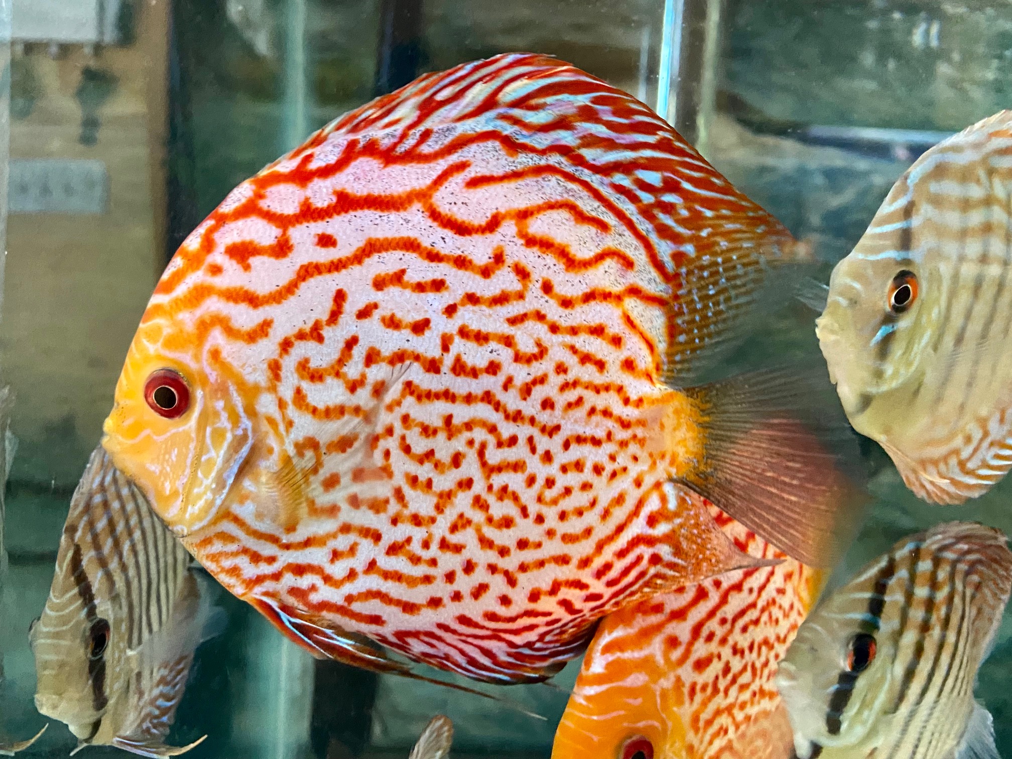 High Bodied Red Pigeon Snakeskin Discus – Discus.com