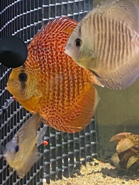 Red Eruption Leopard Discus, Red Base – Discus.com