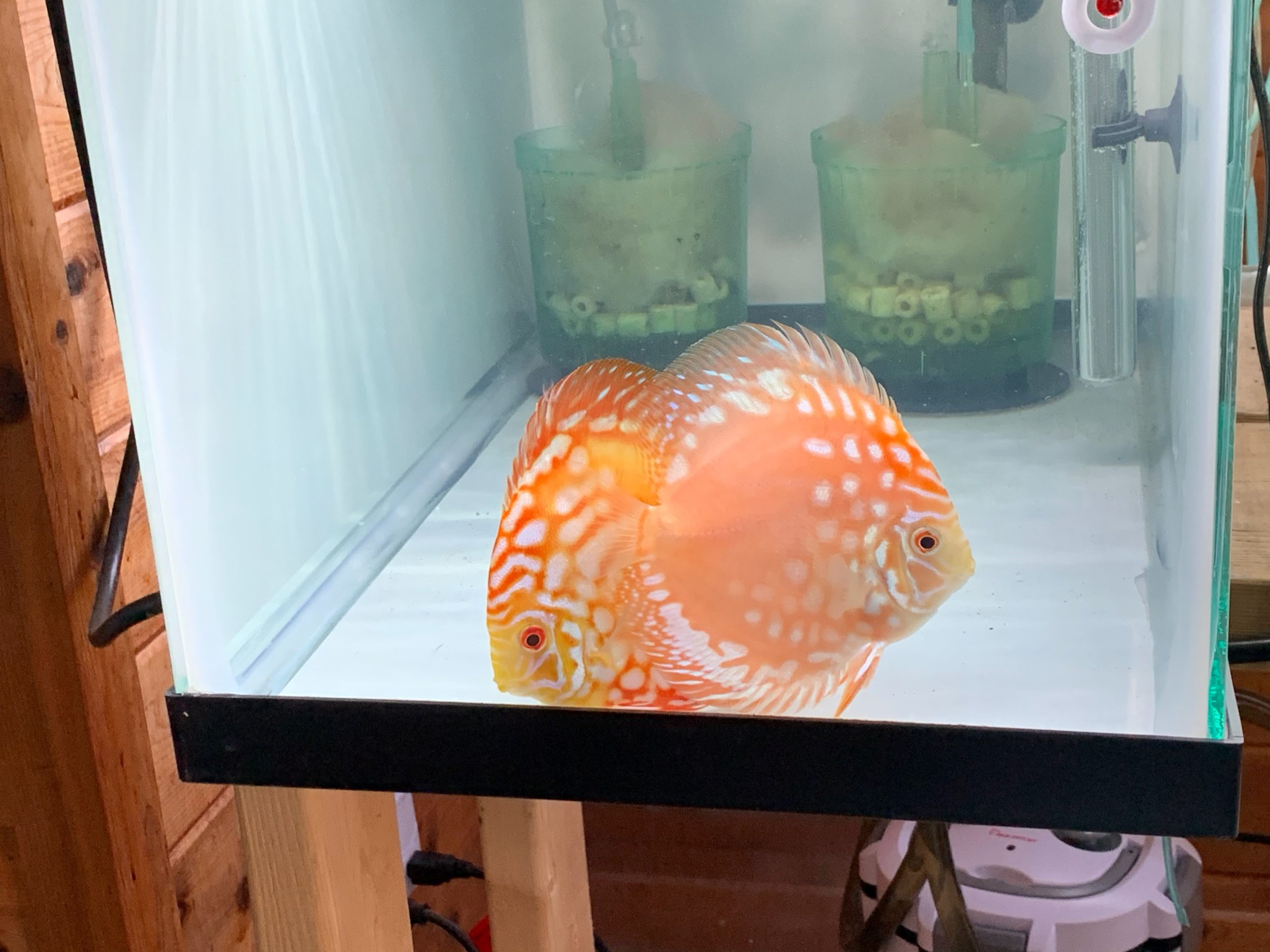 Red Eagle Discus, Wide Pattern, Proven Breeding Pair – Discus.com