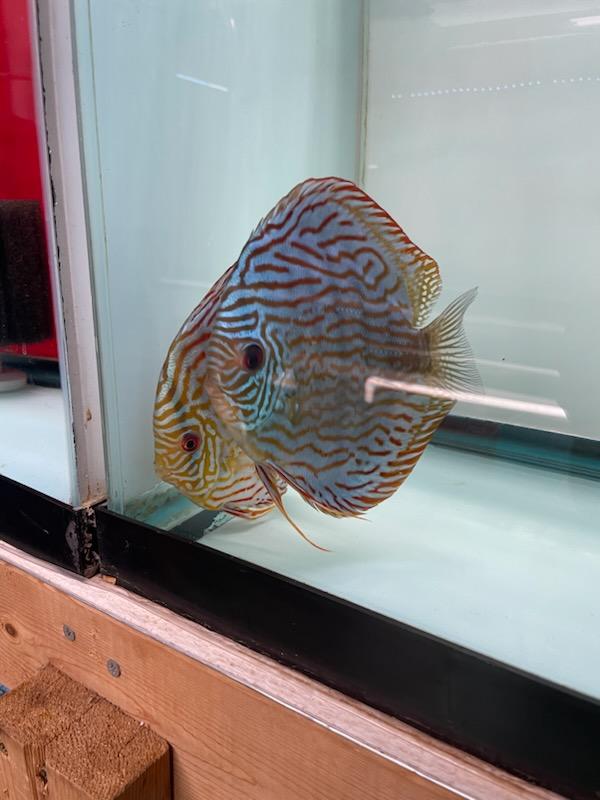 German Red Turquoise Discus, Proven Breeding Pair – Discus.com