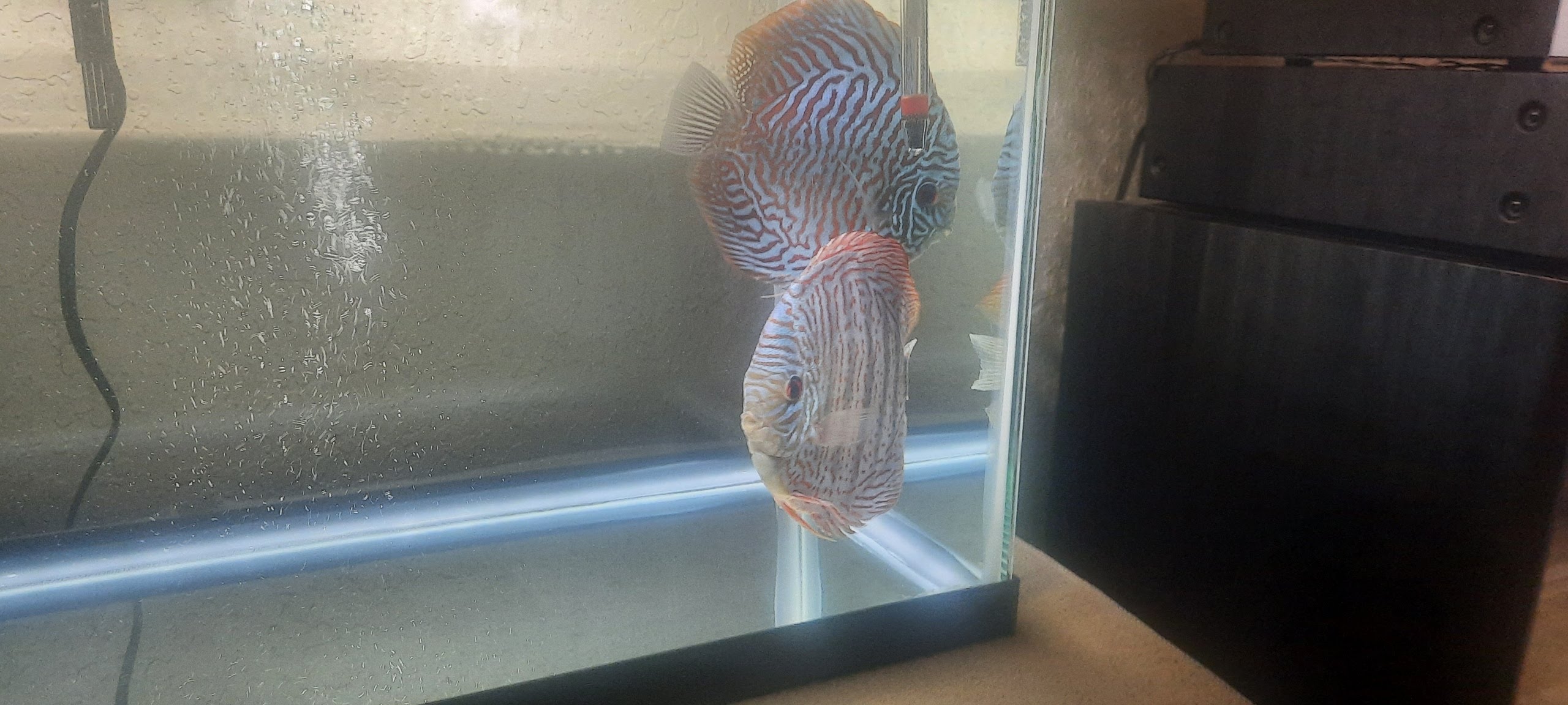 German Red Turquoise Discus, Proven Breeding Pair – Discus.com