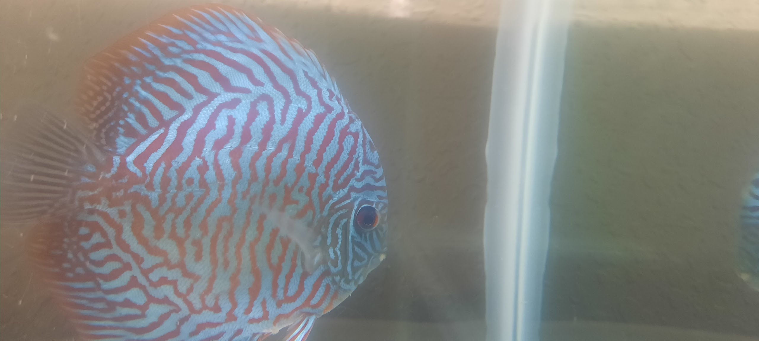 German Red Turquoise Discus, Proven Breeding Pair – Discus.com