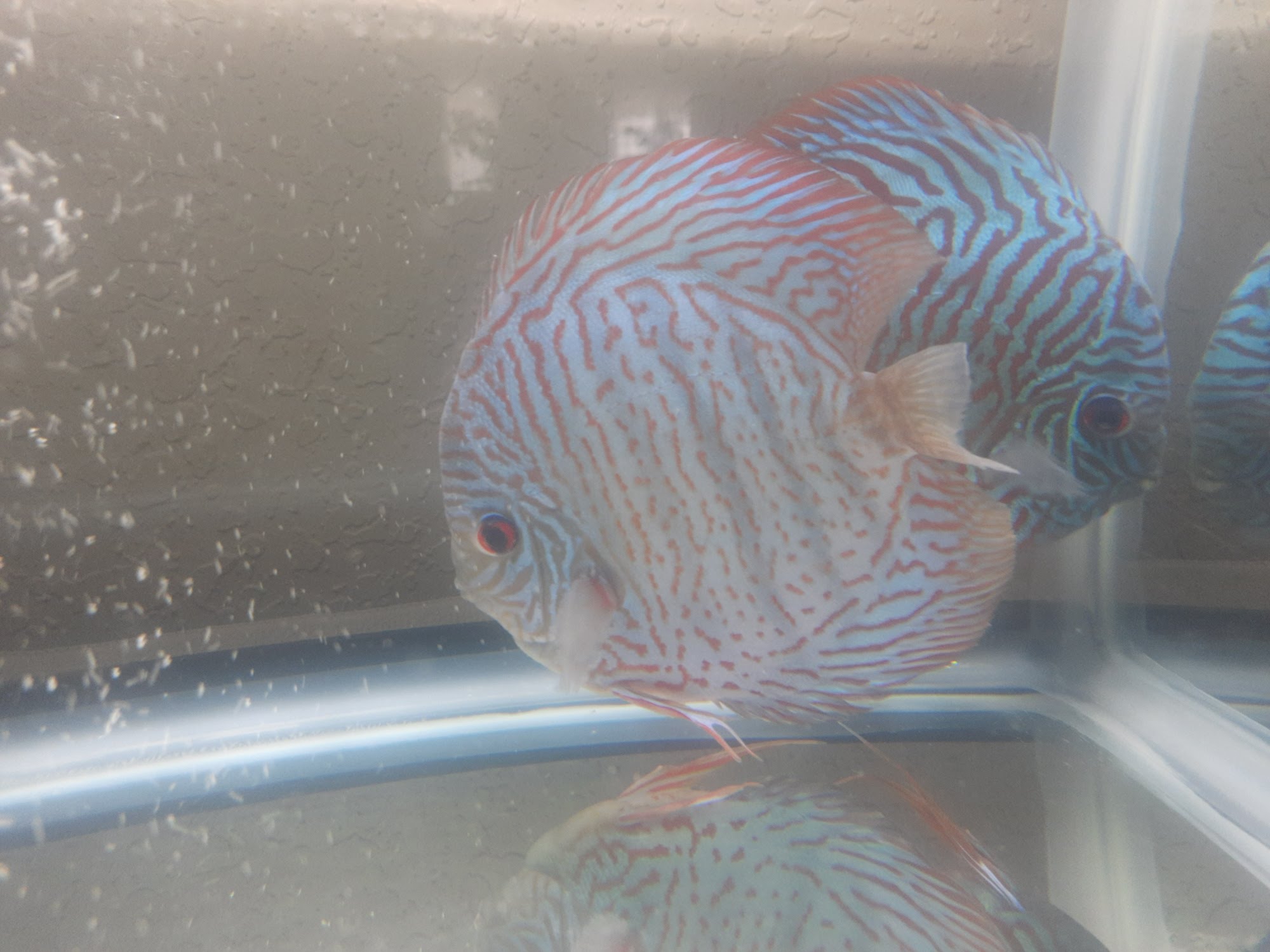 German Red Turquoise Discus, Proven Breeding Pair – Discus.com