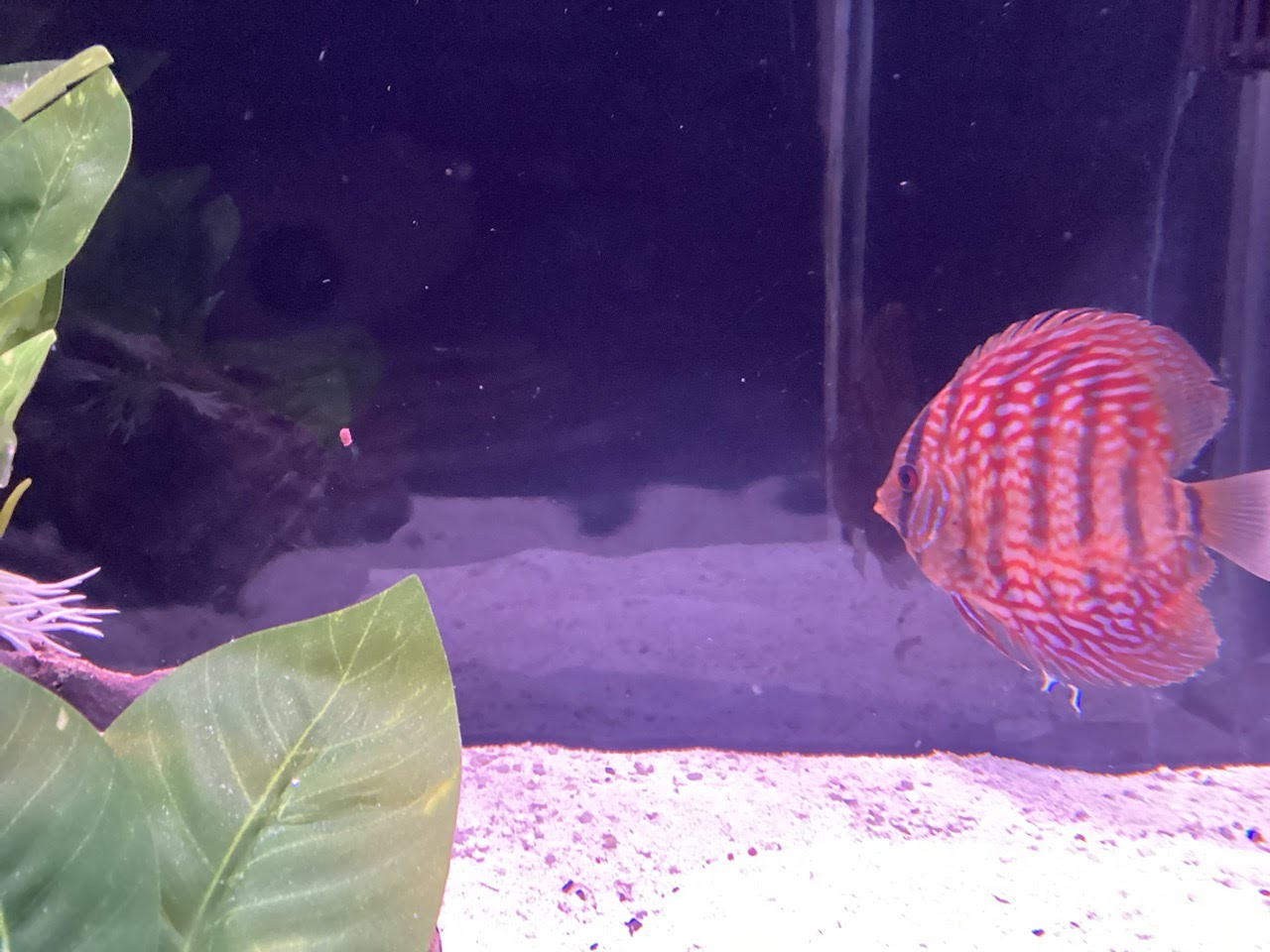 Striated Red Throwback Discus – Discus.com