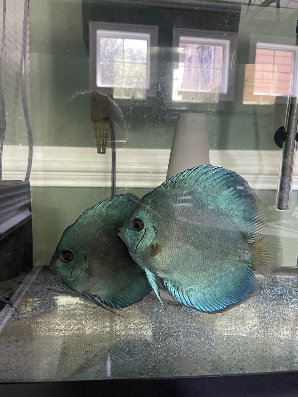 Blue Diamond Discus, Proven Breeding Pair – Discus.com